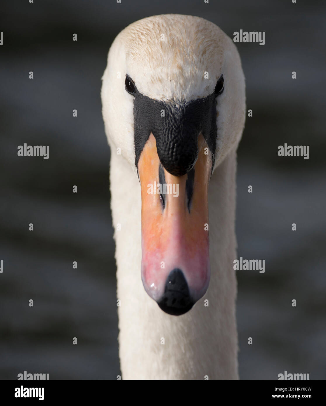 Swan staring at camera Stock Photo - Alamy