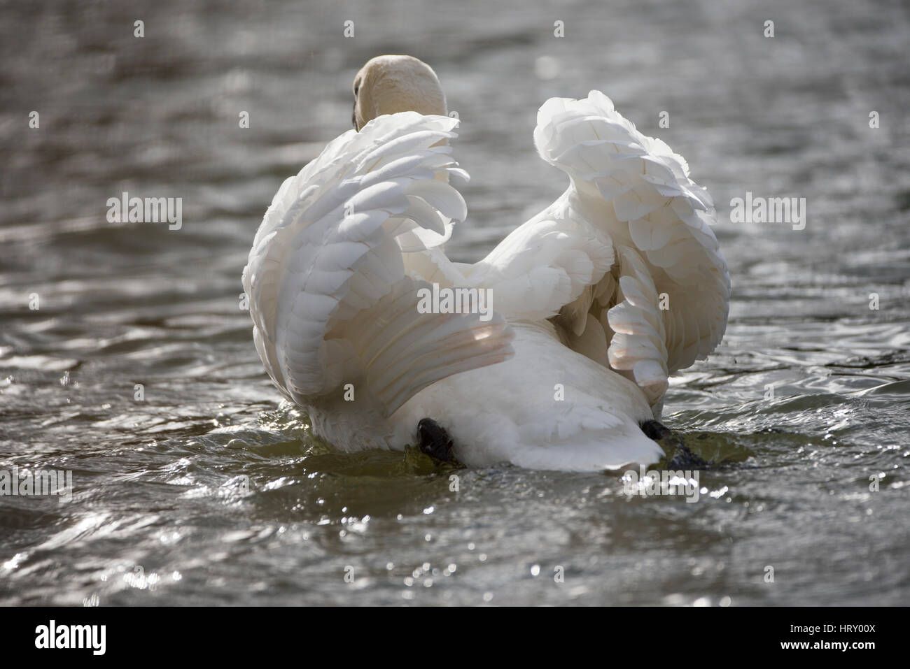 Swan looking back whilst swimming away into the sun Stock Photo - Alamy