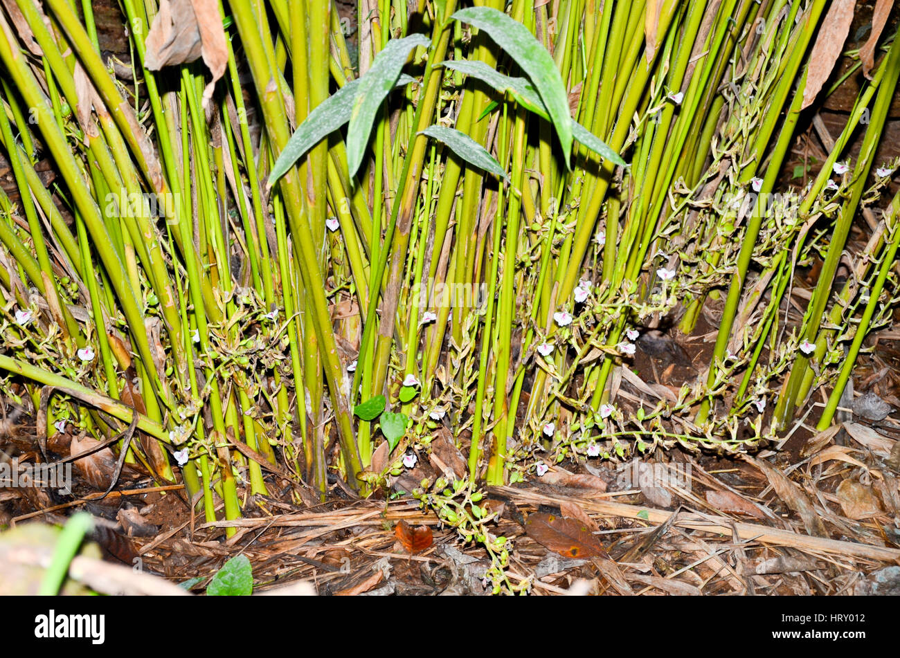 Cardamom plants with flowers and bunch of small tender cardamoms Stock ...