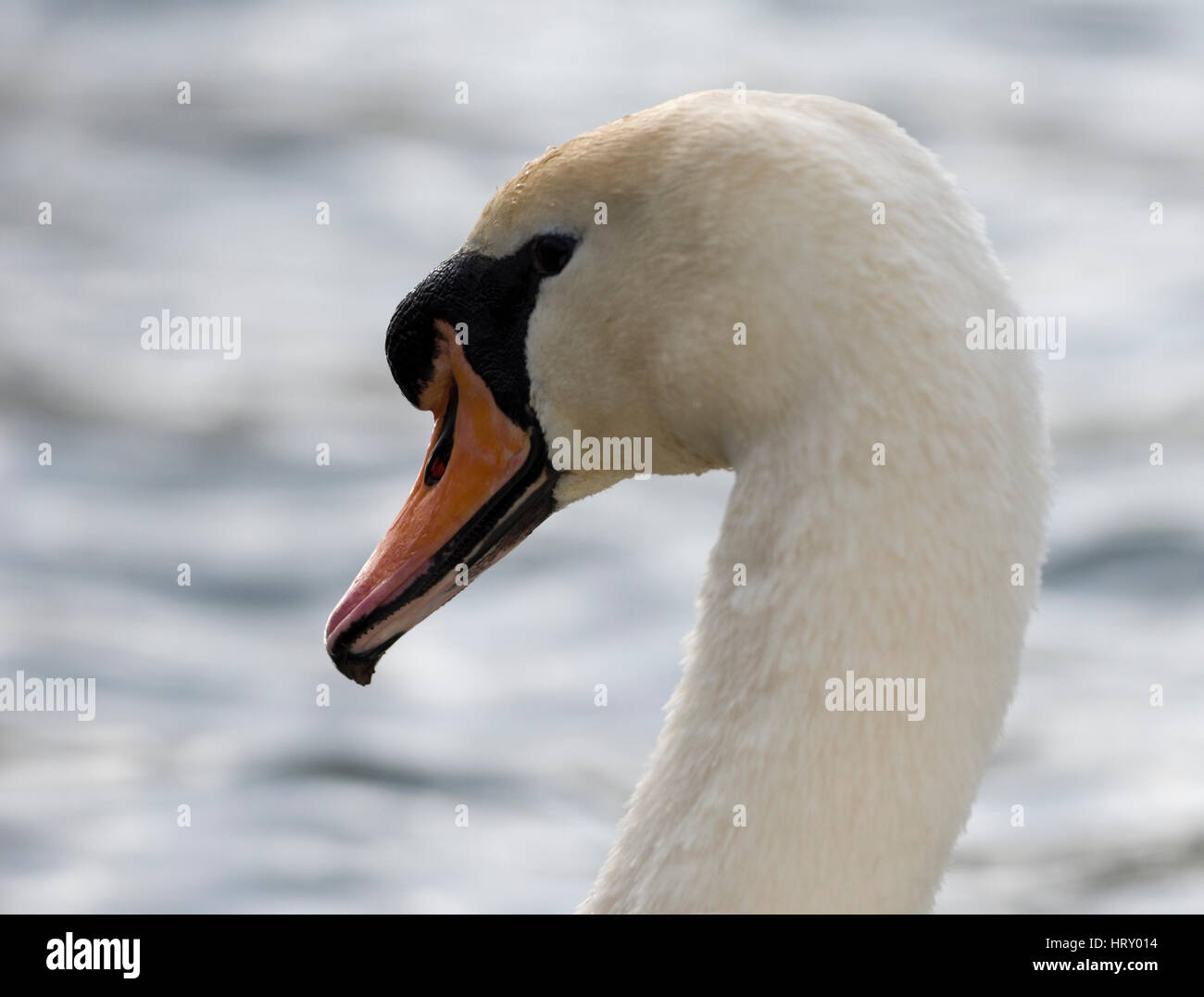 Swan neck straight hi-res stock photography and images - Alamy