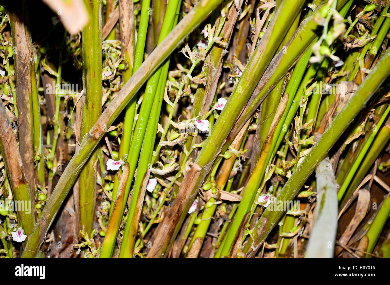 Cardamom plants india hi-res stock photography and images - Alamy