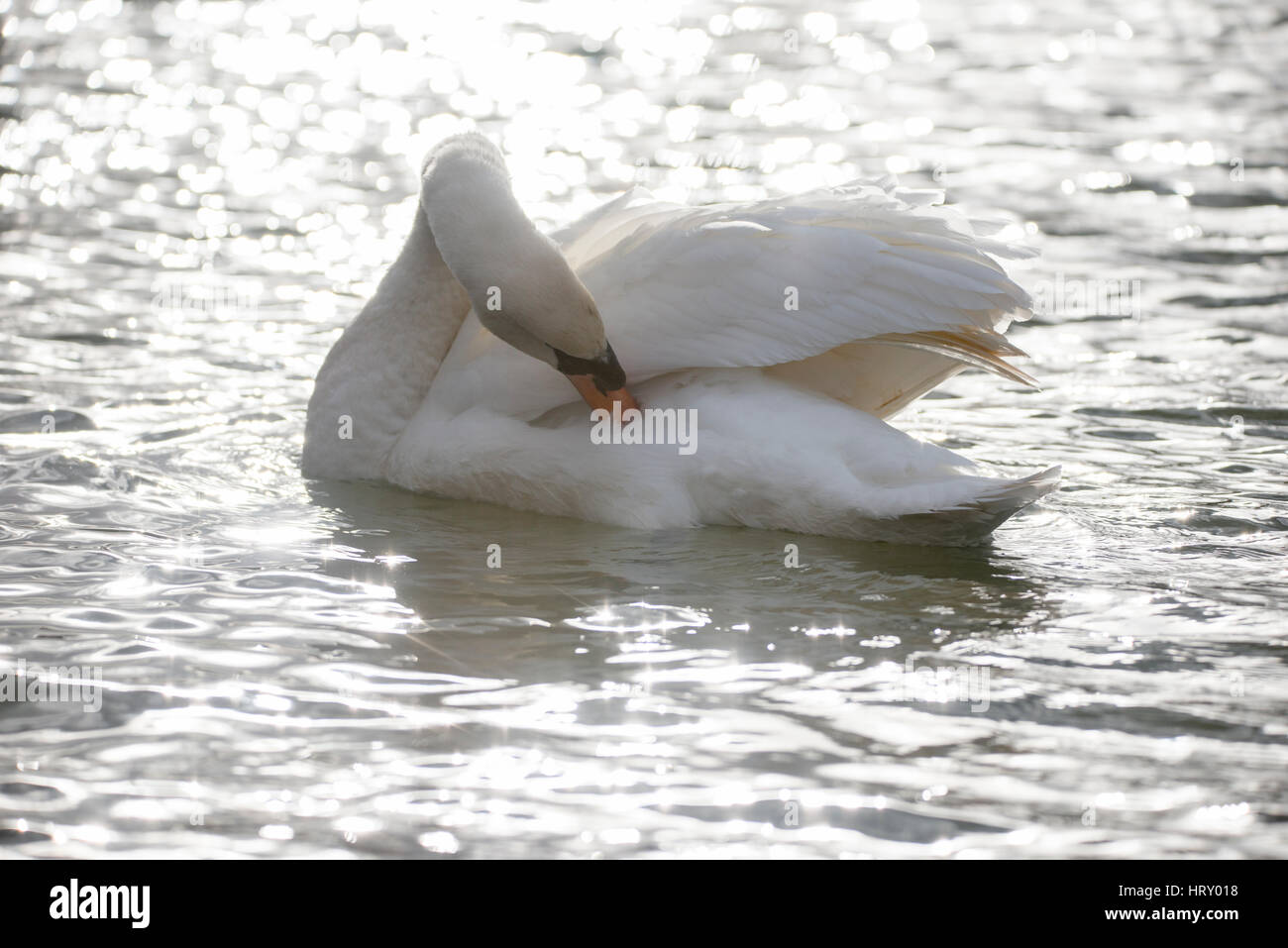 Swan pruning itself on the river looking into the sun Stock Photo - Alamy