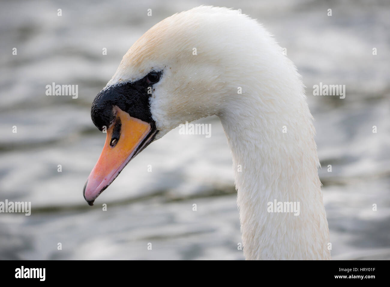 Straight face looking left hi-res stock photography and images - Alamy