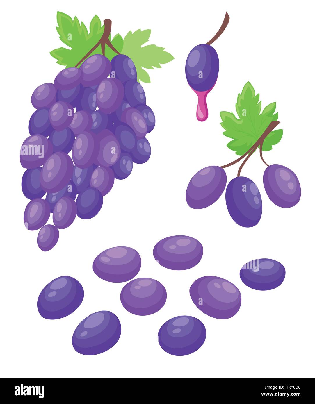 Purple grape vector vectors hi-res stock photography and images - Alamy