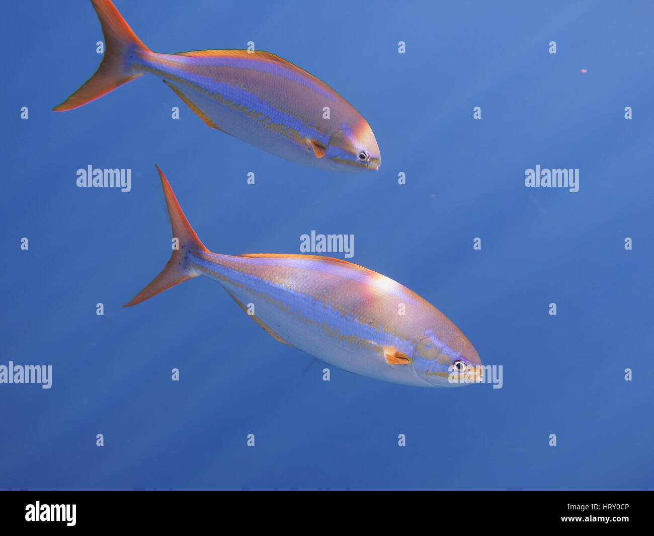 Duo fish hi-res stock photography and images - Alamy