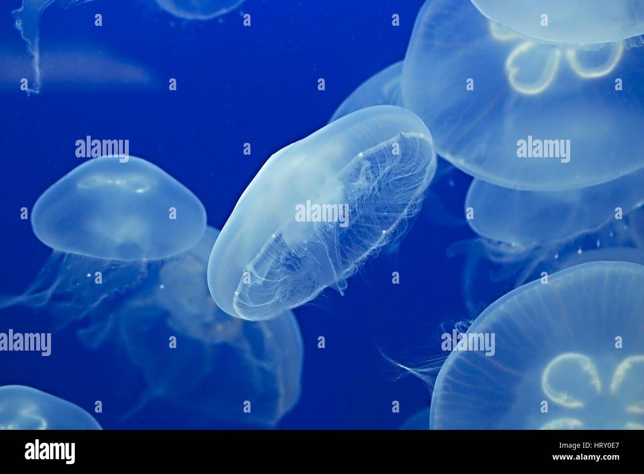 Moon jellyfish drifting underwater hi-res stock photography and images ...
