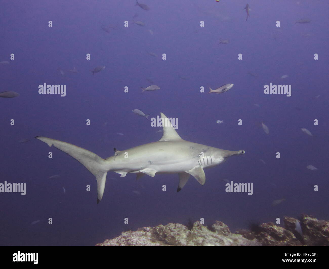 Scalloped hammerhead (Sphyrna lewini Stock Photo - Alamy