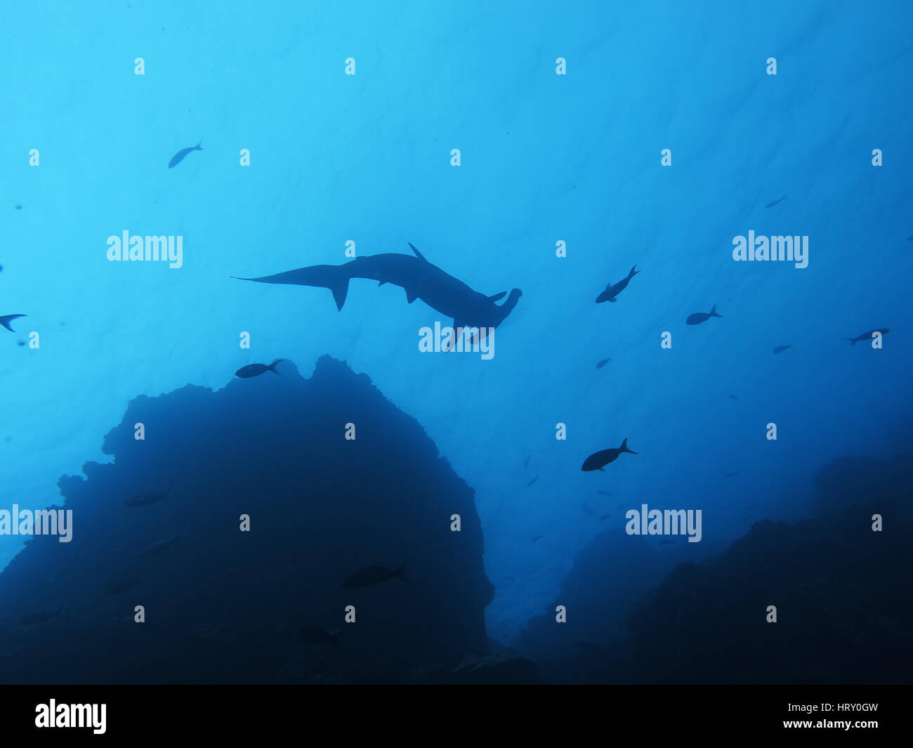 Scalloped hammerhead (Sphyrna lewini Stock Photo - Alamy
