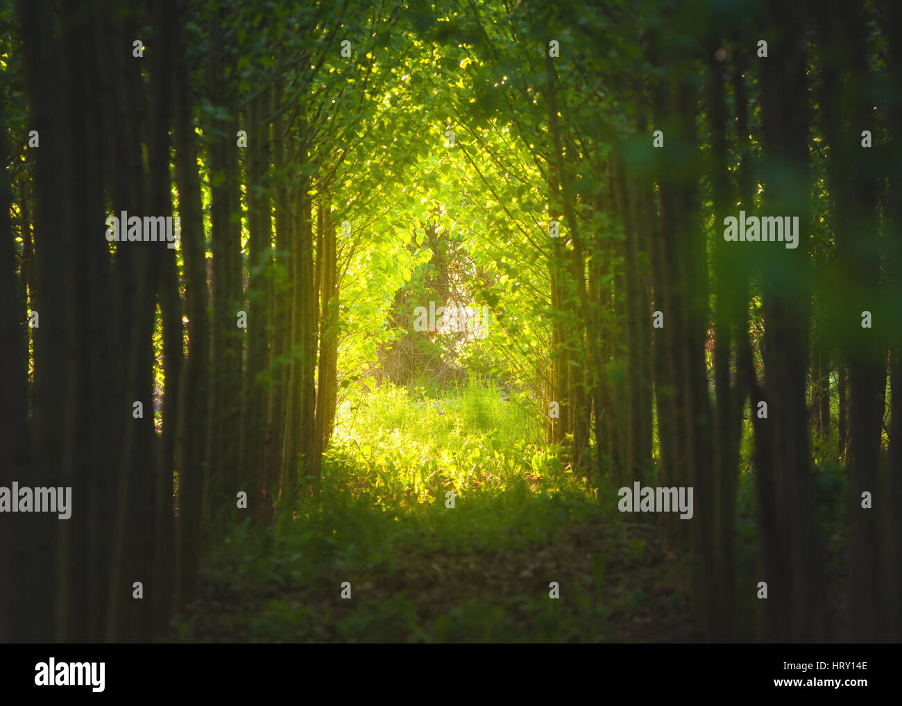 Tunnel through trees hi-res stock photography and images - Alamy