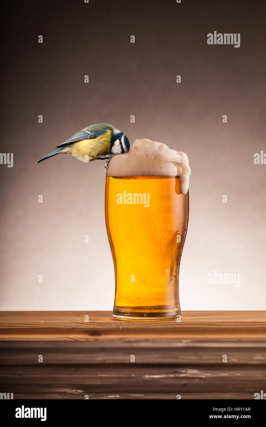 Cold pint of beer with a wild blue tit bird landing on the glass and ...