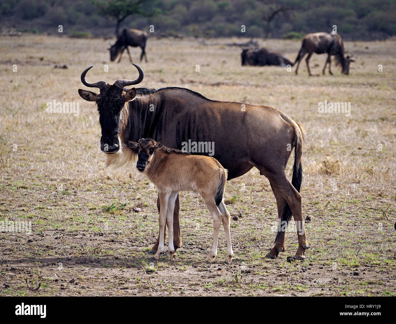 Baby Gnu