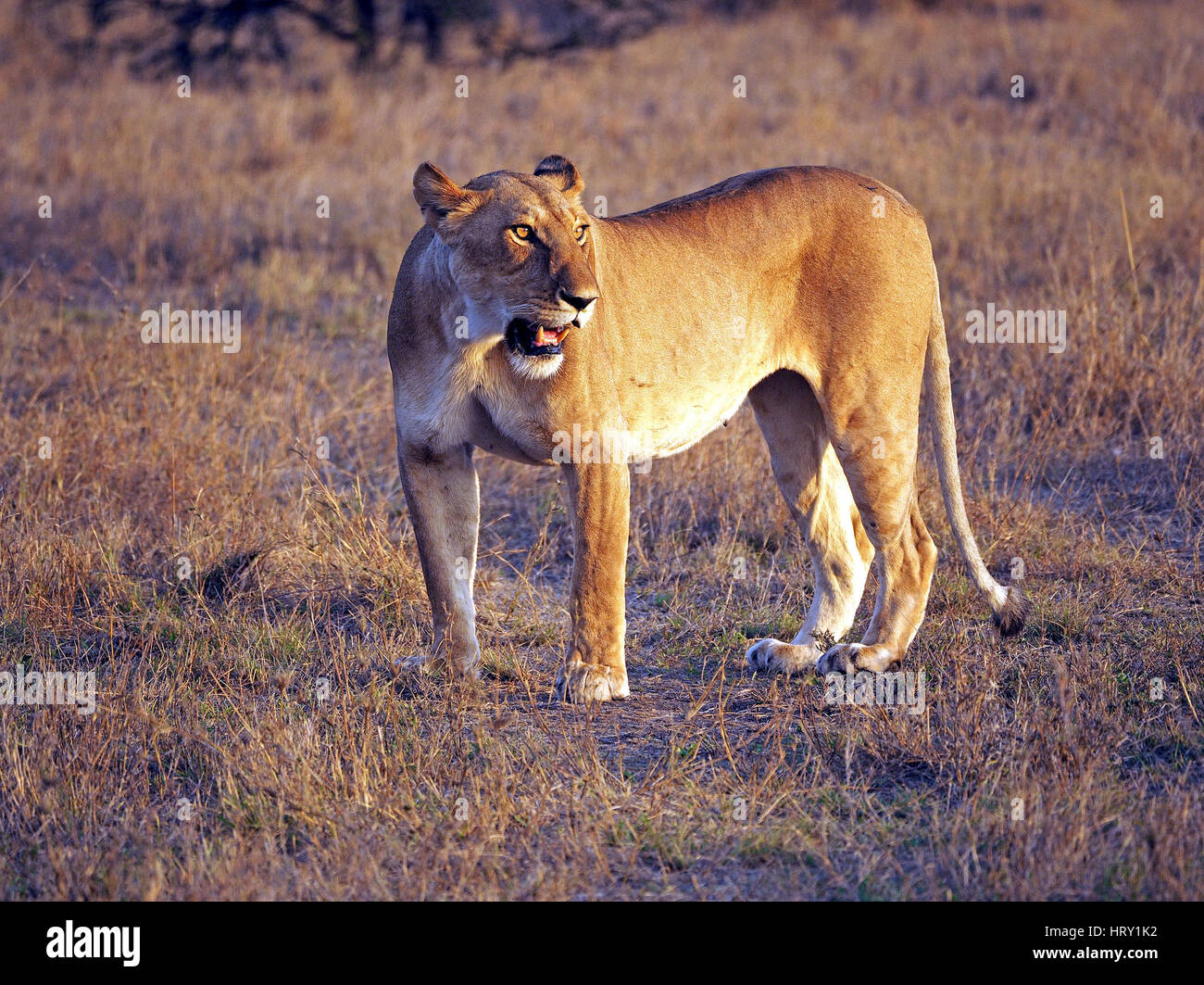 powerful Lioness (Panthera leo) with staring golden eyes in evening ...