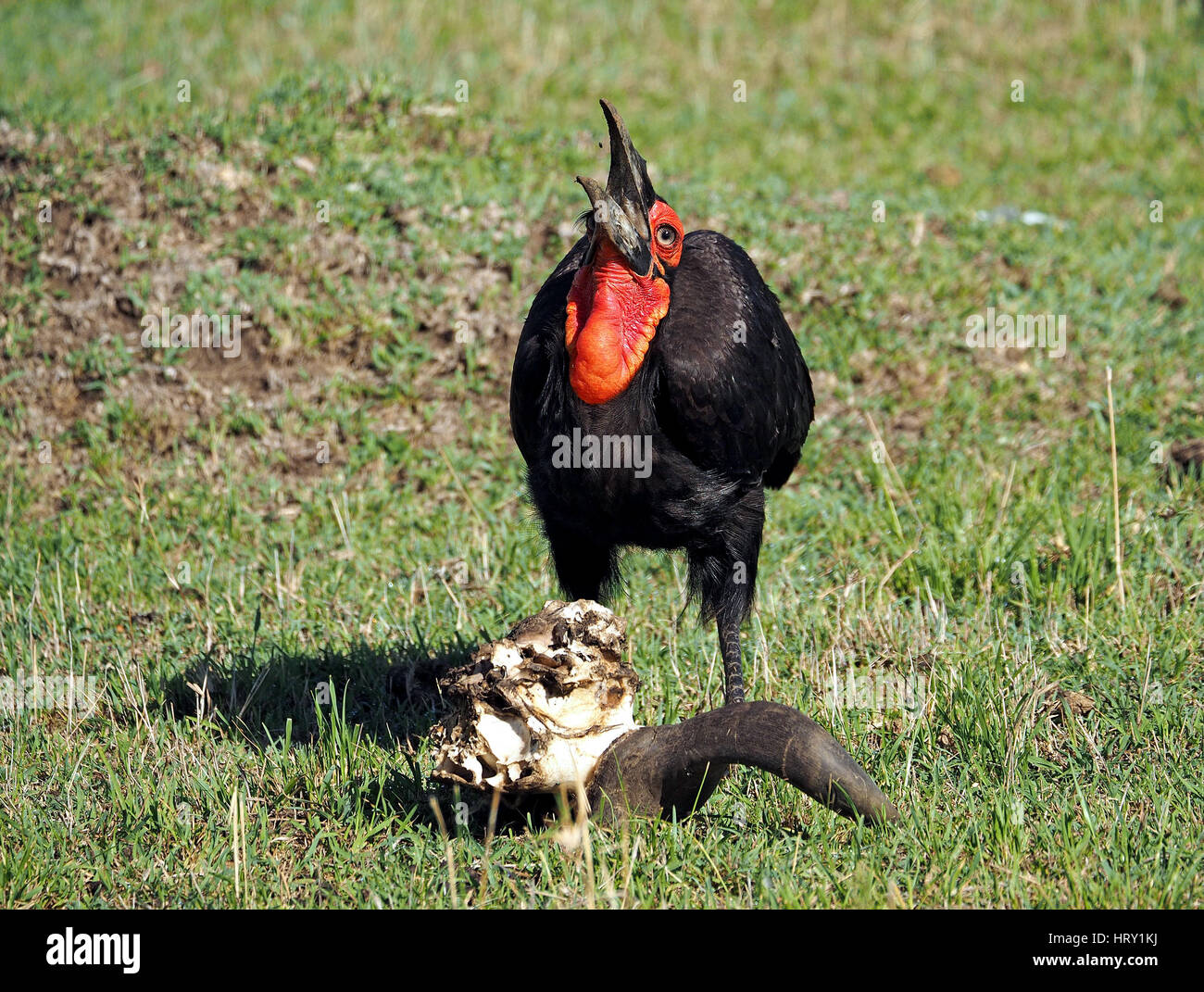Ground Hornbill (Bucorvus leadbeateri) throwing beetle up & catching it ...