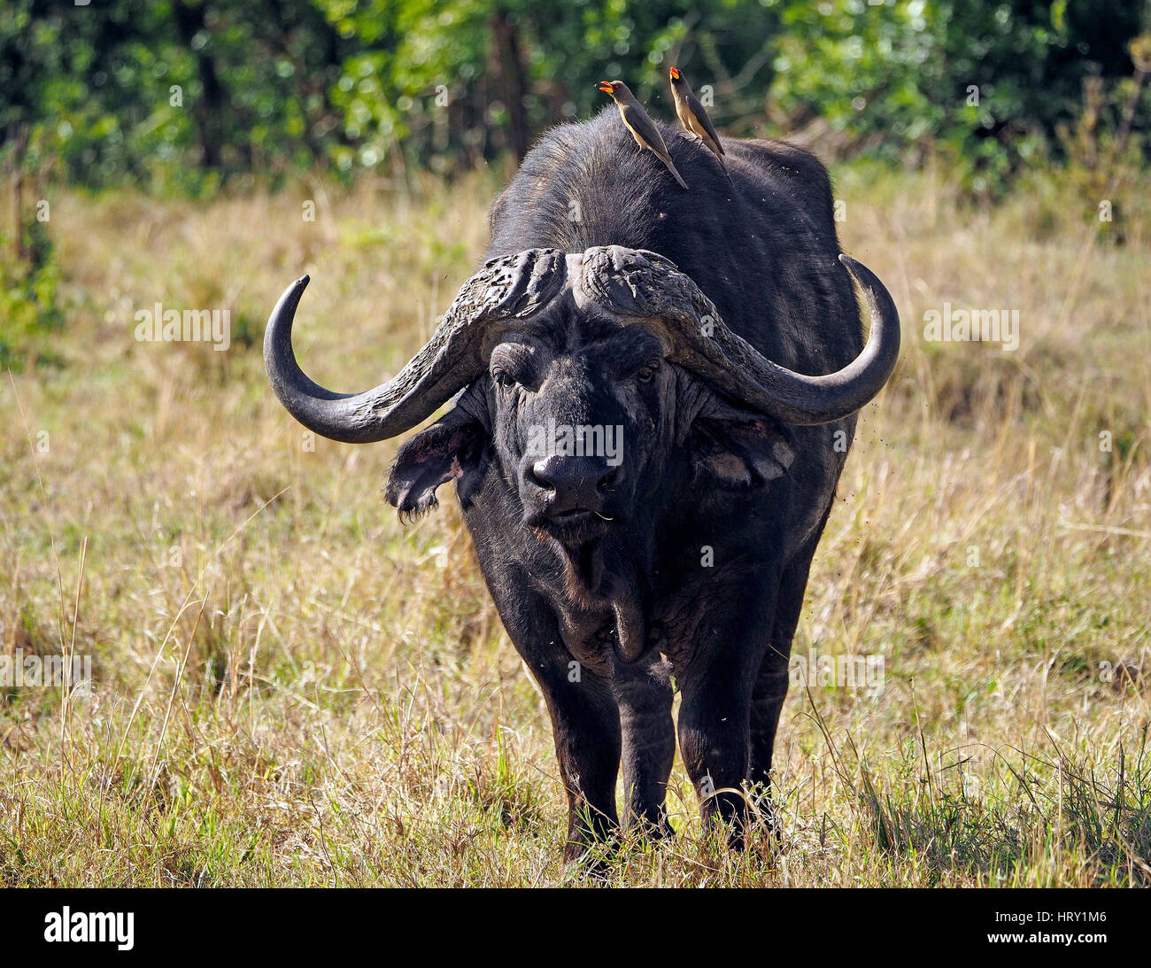 Cape Buffalo (Syncerus caffer) with massive horns & 2 attendant Yellow ...