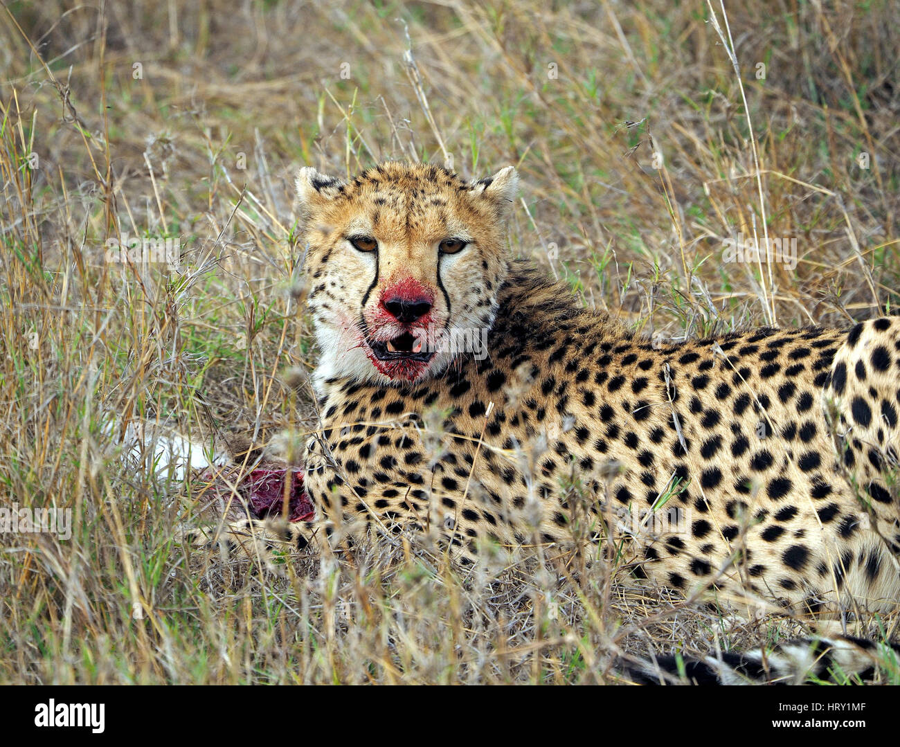 Cheetah with bloody muzzle eating Thomson's Gazelle prey in the Masai ...