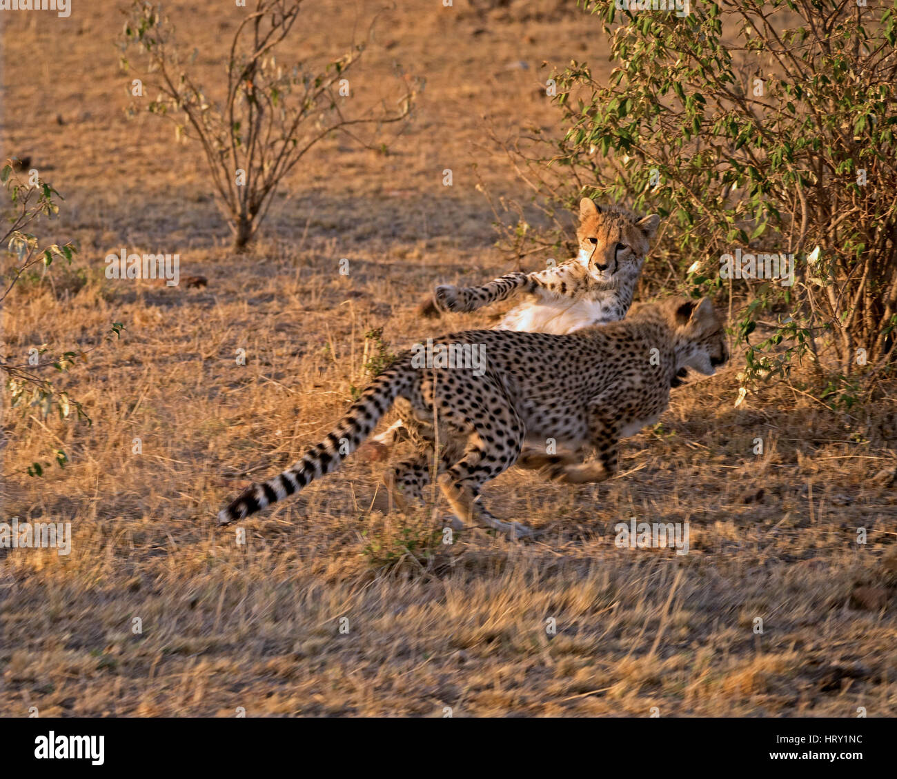 Cheetah chase prey hi-res stock photography and images - Alamy
