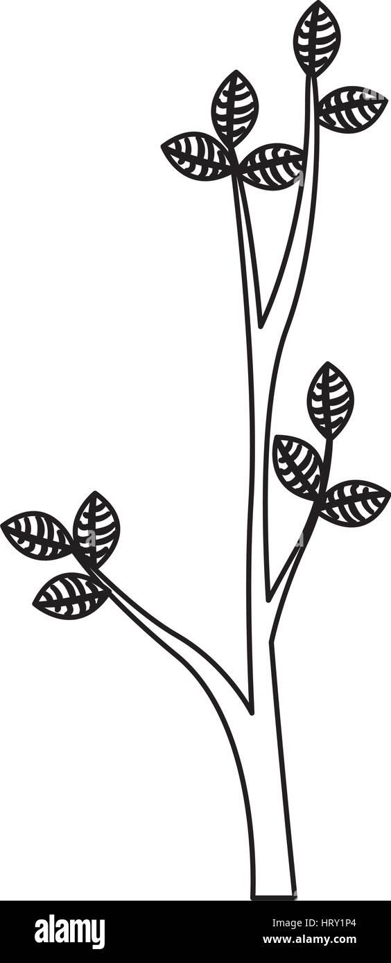 silhouette ramification with leaves nature design Stock Vector Image ...