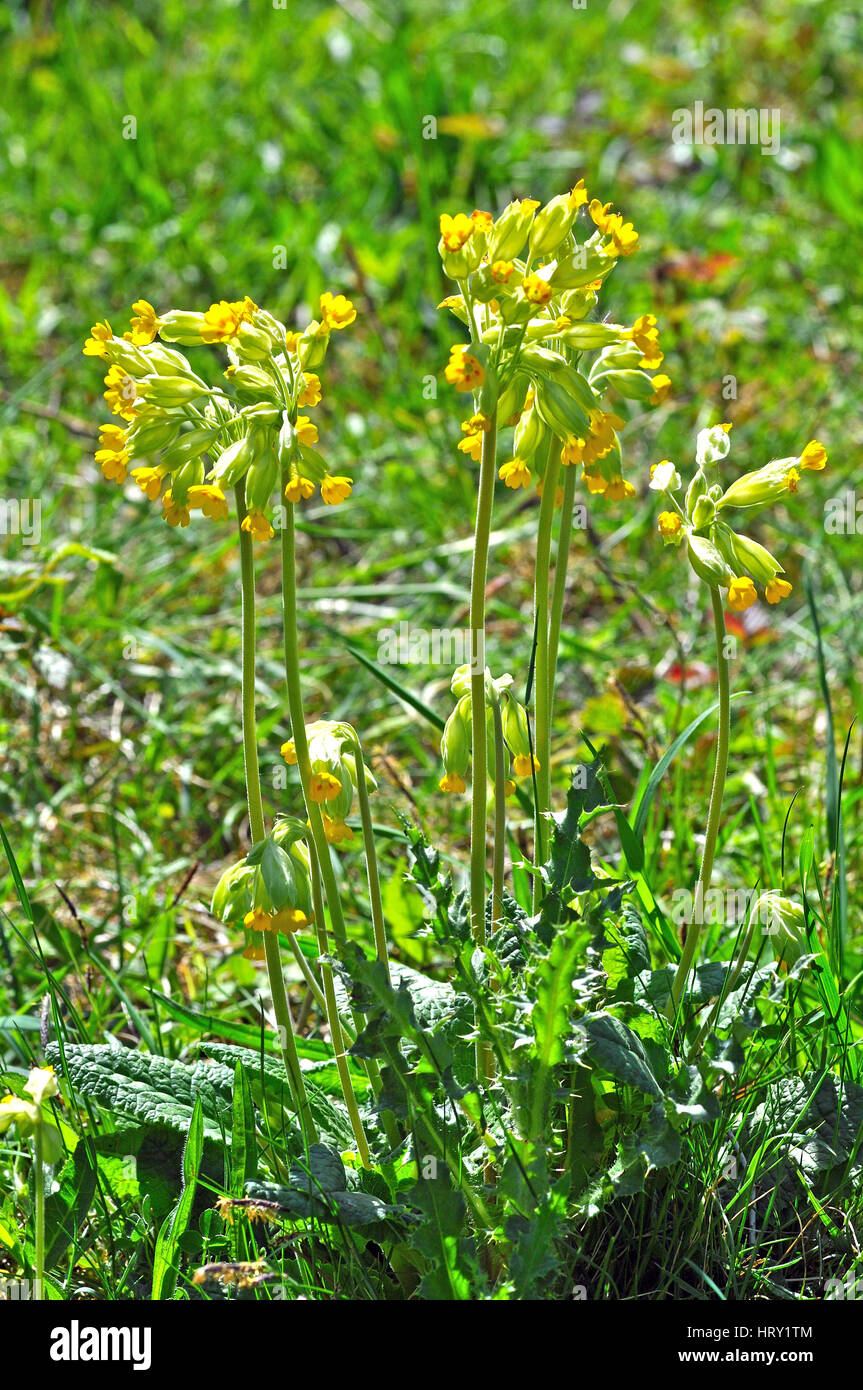 Cowslip flowers (Primula veris) growing at Farley Mount near Winchester ...