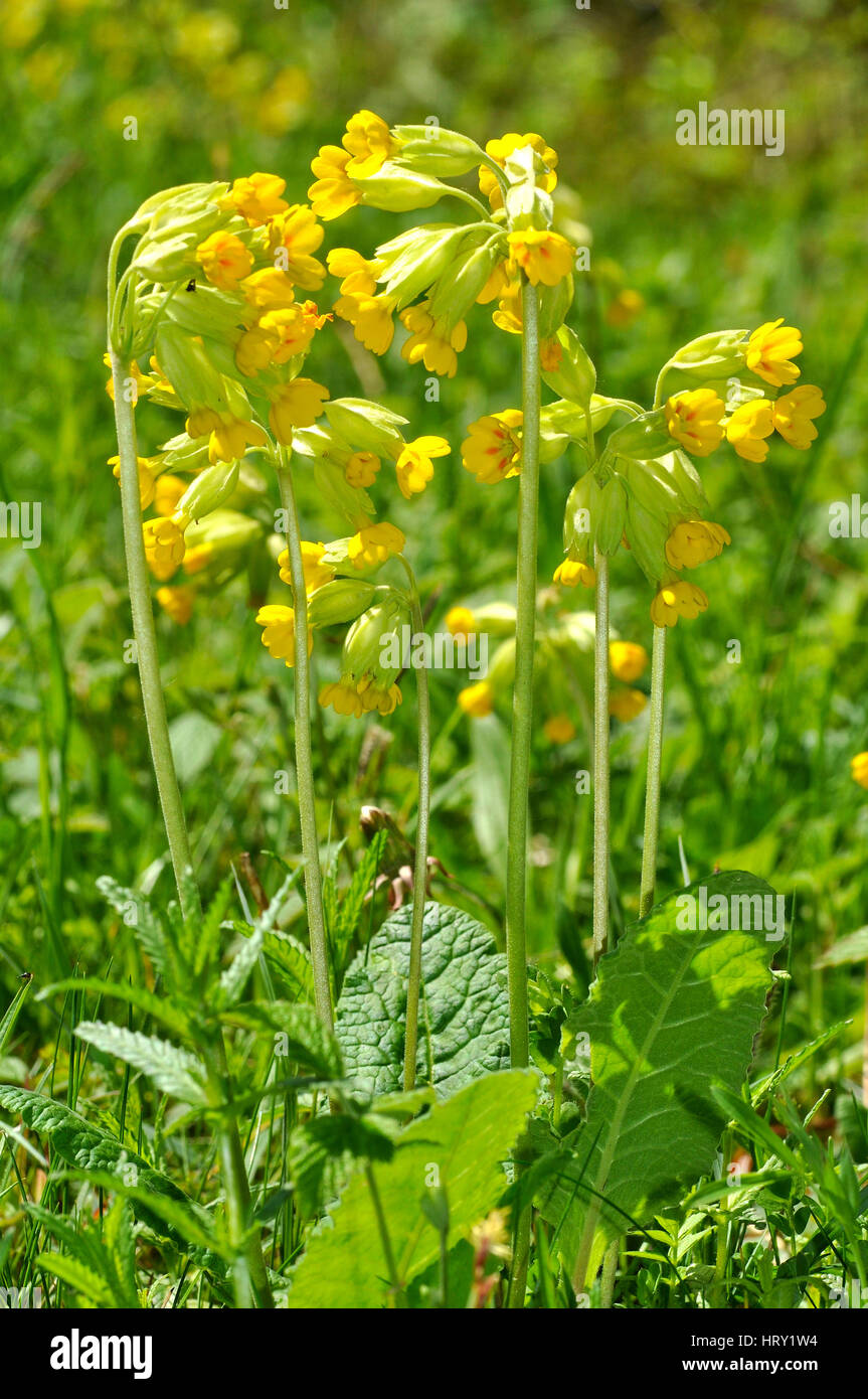 Cowslip flowers (Primula veris) growing at Farley Mount near Winchester ...