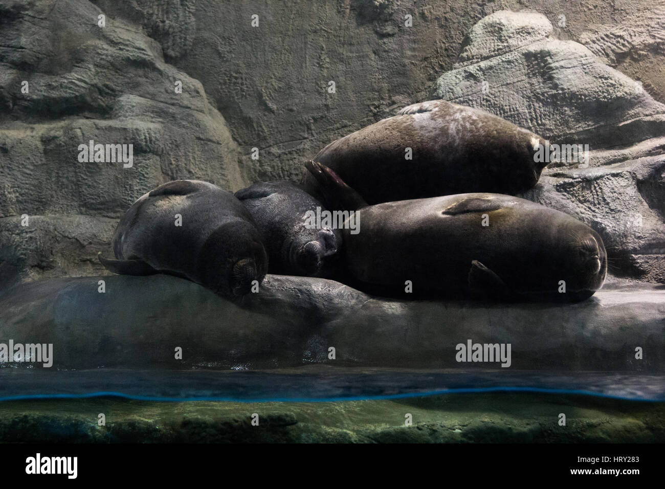 Four seals hi-res stock photography and images - Alamy