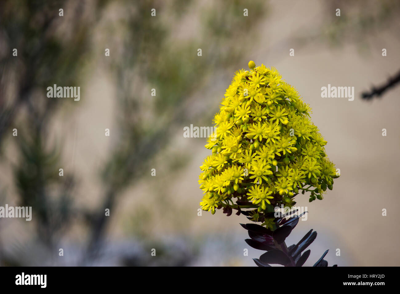 Cone shaped yellow flower up close Stock Photo - Alamy