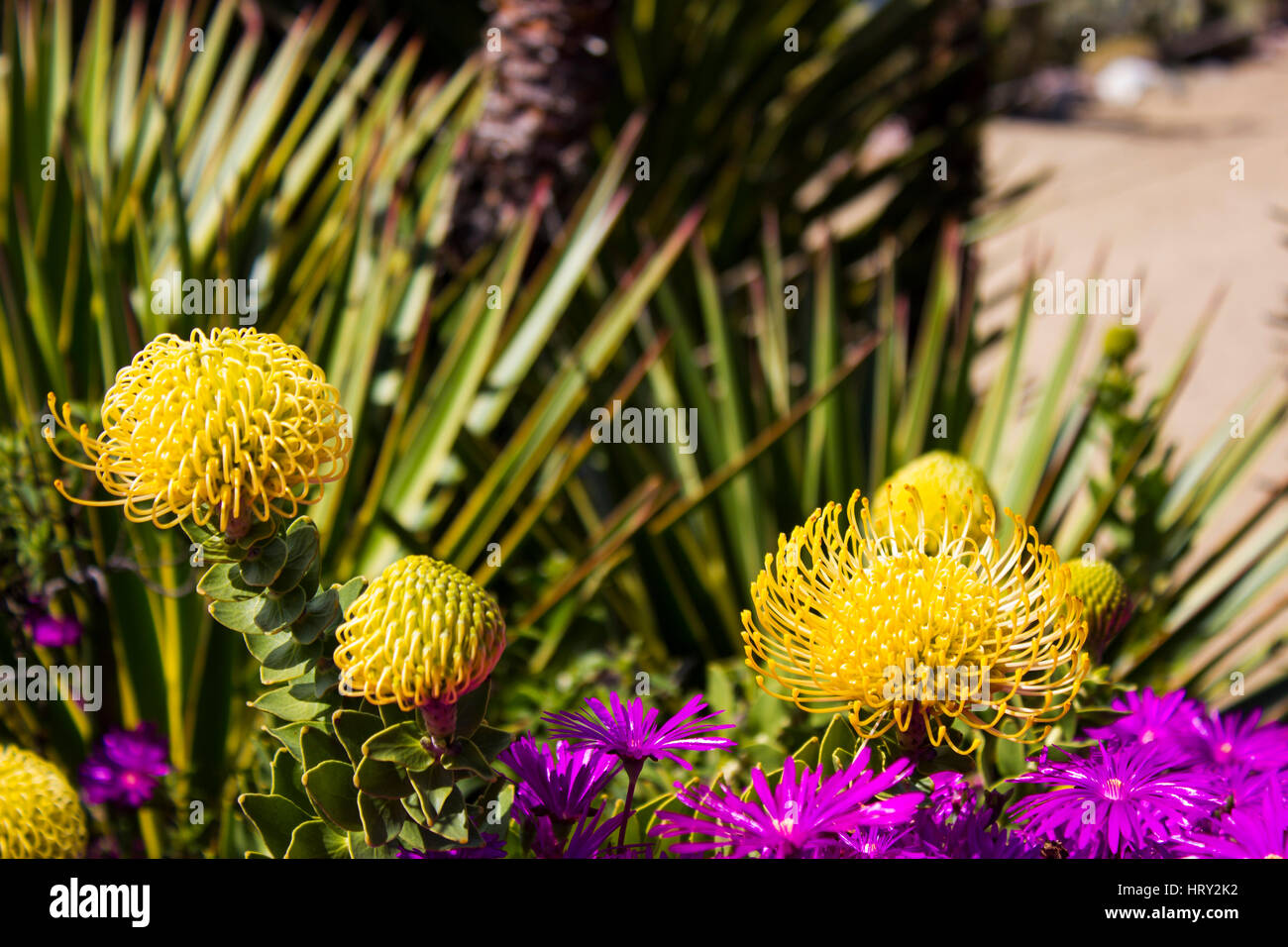 Yellow pincushion protea flower Stock Photo - Alamy