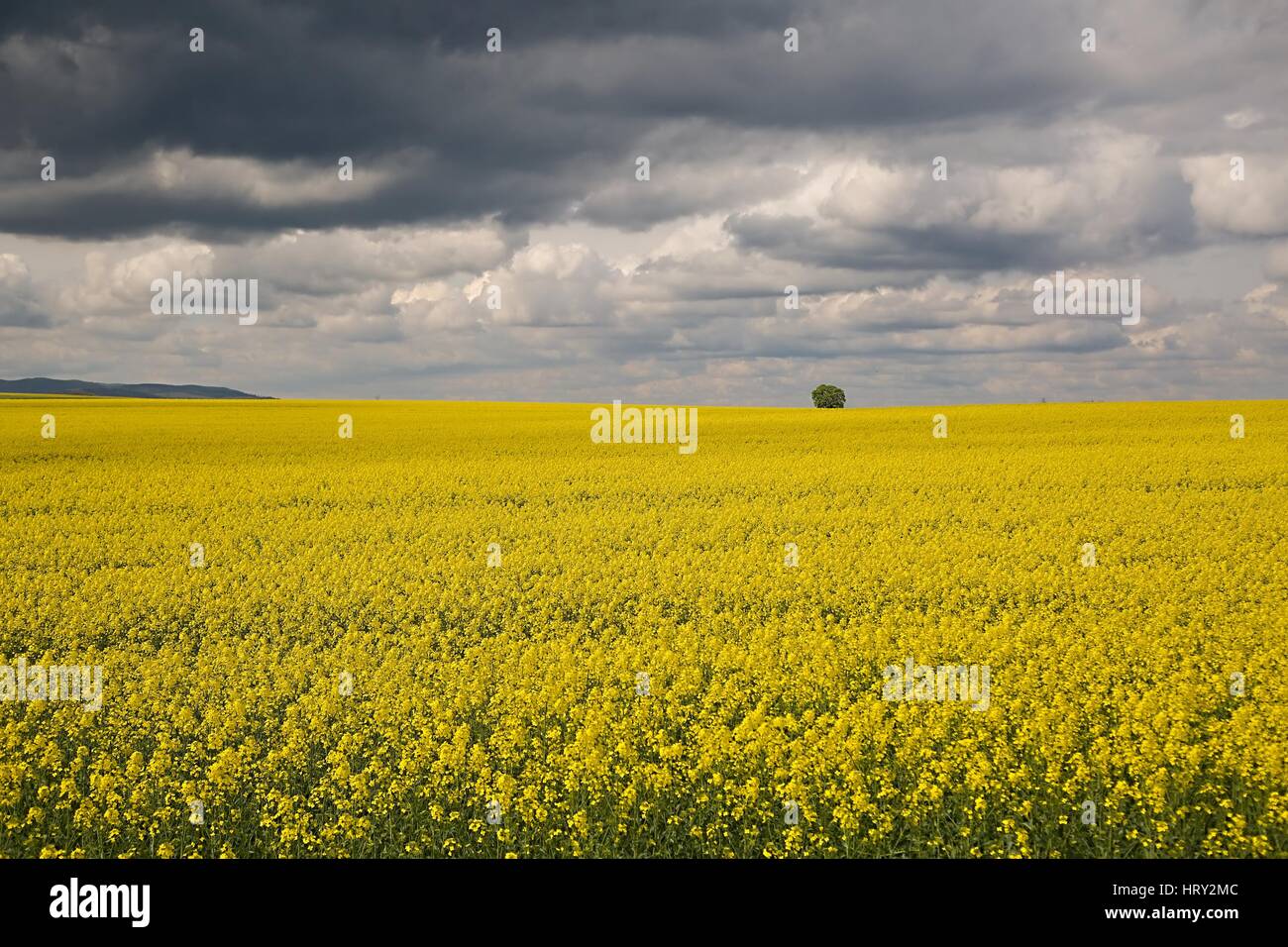 Rapeseed field landscape Stock Photo - Alamy