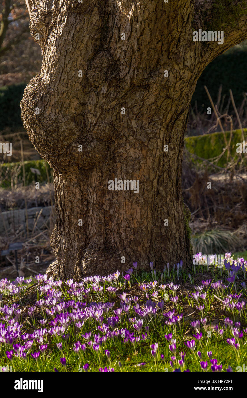 Purple crocus flowers at the base of a large old tree Stock Photo - Alamy