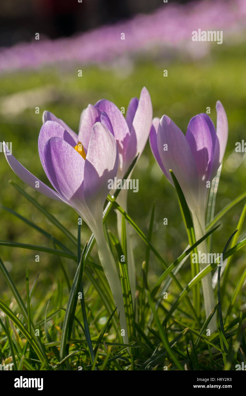 Three crocus flowers hi-res stock photography and images - Alamy