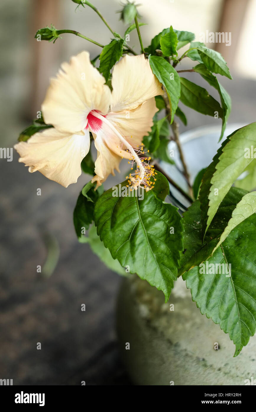 Beautiful and natural pich color of hibiscus flower Stock Photo - Alamy