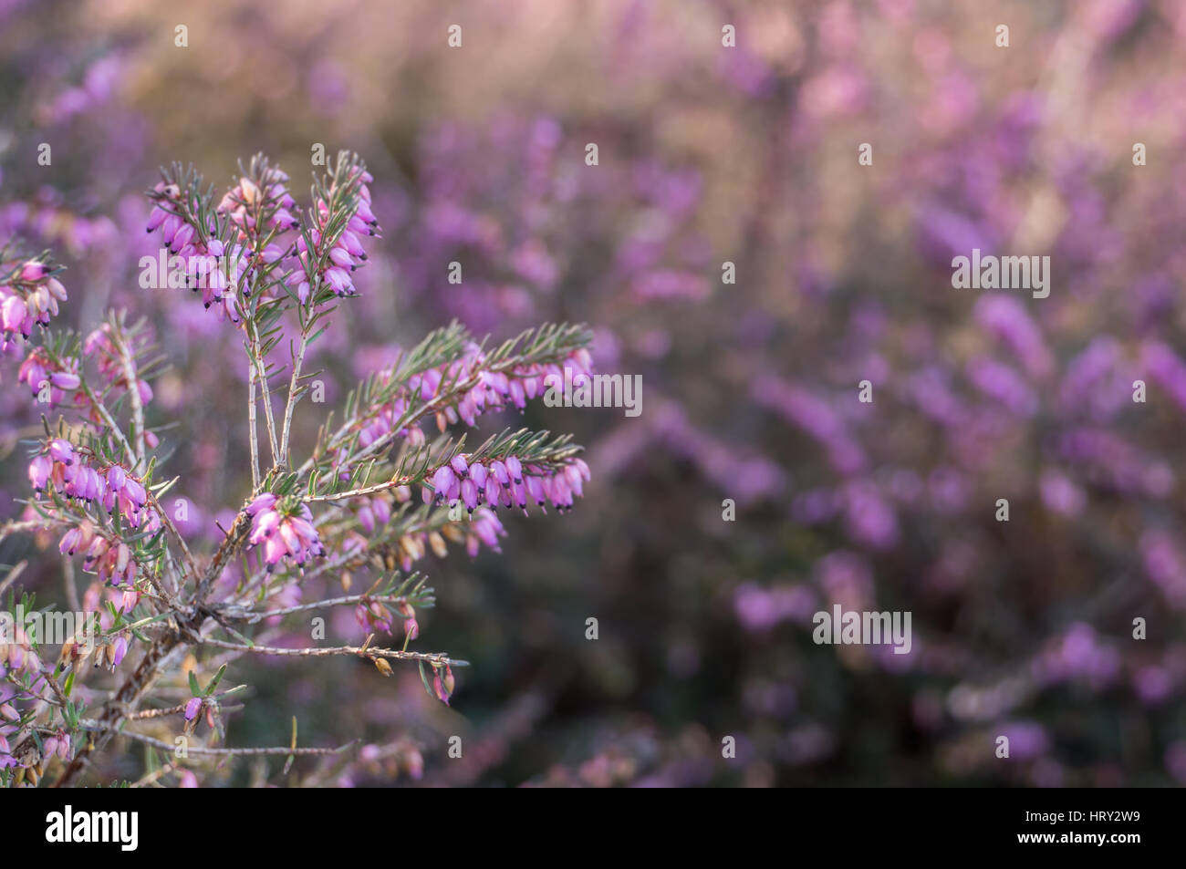 Purple heather plant hi-res stock photography and images - Alamy