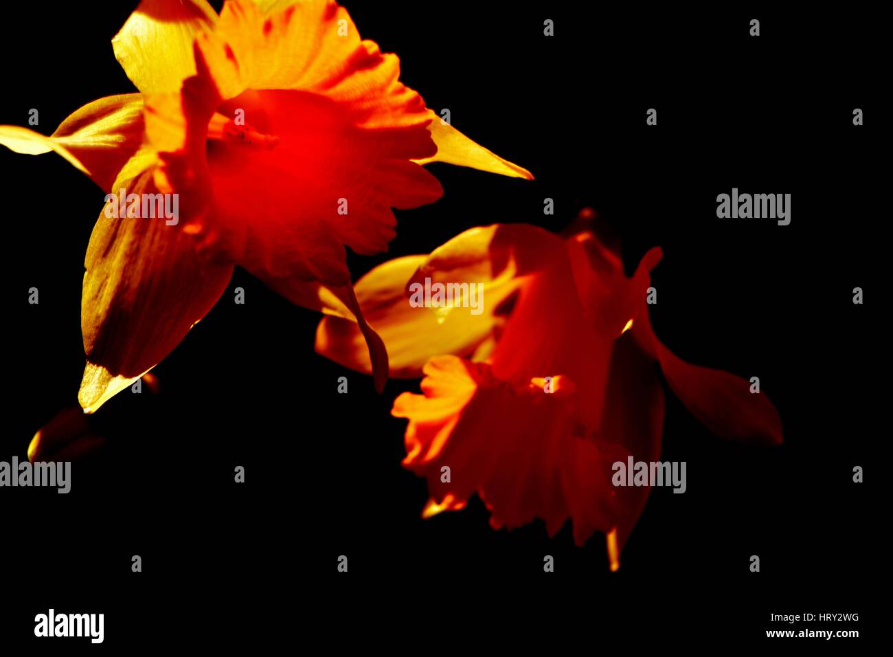 Black daisy hi-res stock photography and images - Alamy