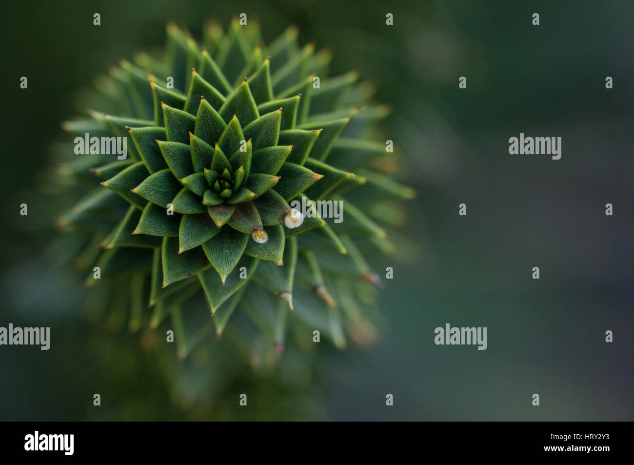 Symmetrical green plant Stock Photo - Alamy
