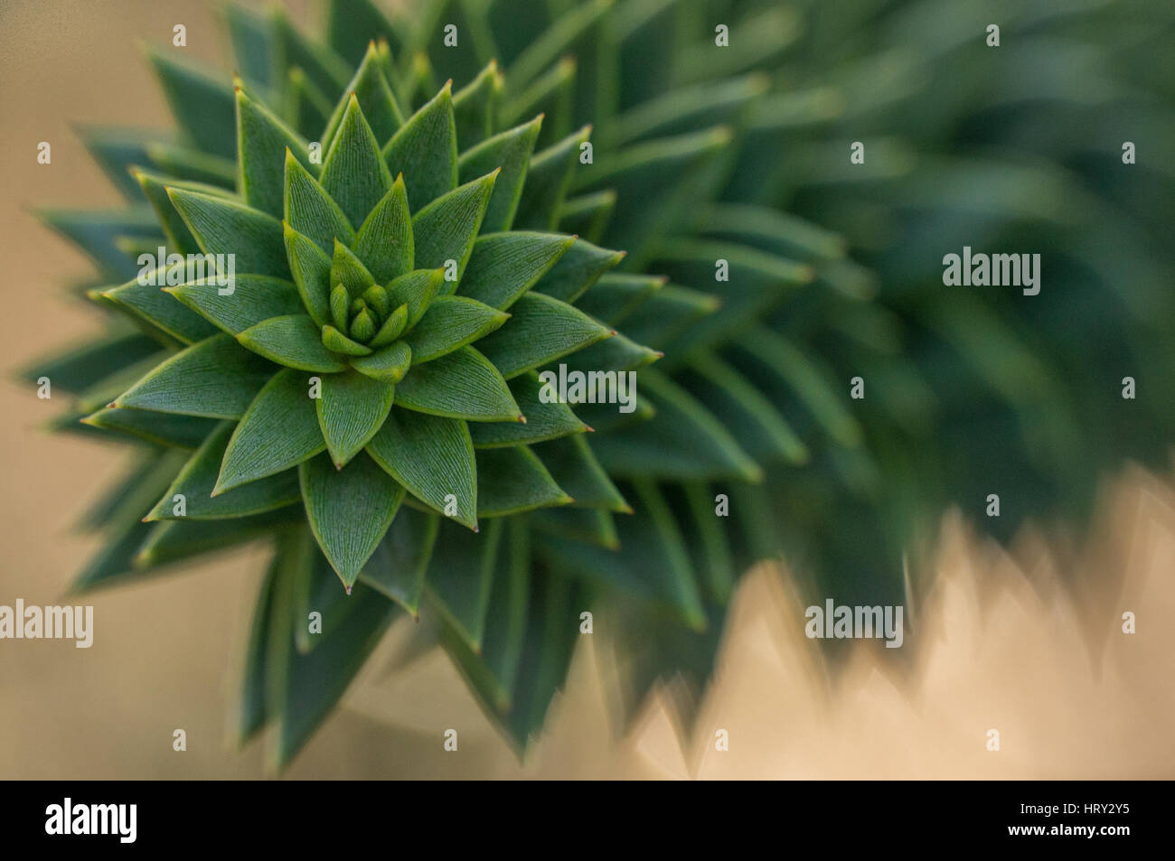 Symmetrical green plant Stock Photo - Alamy