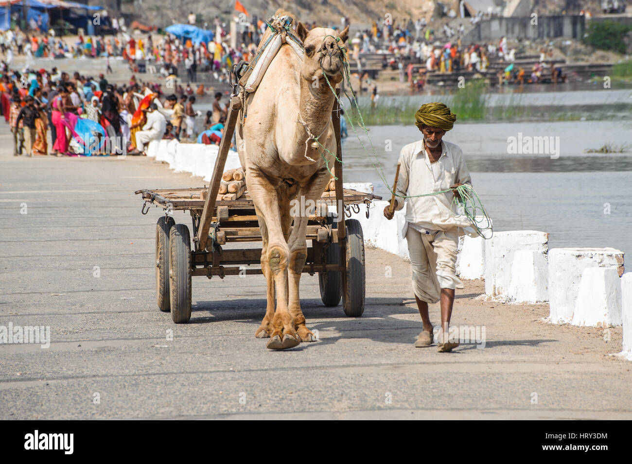 Camel pulling cart hi-res stock photography and images - Alamy