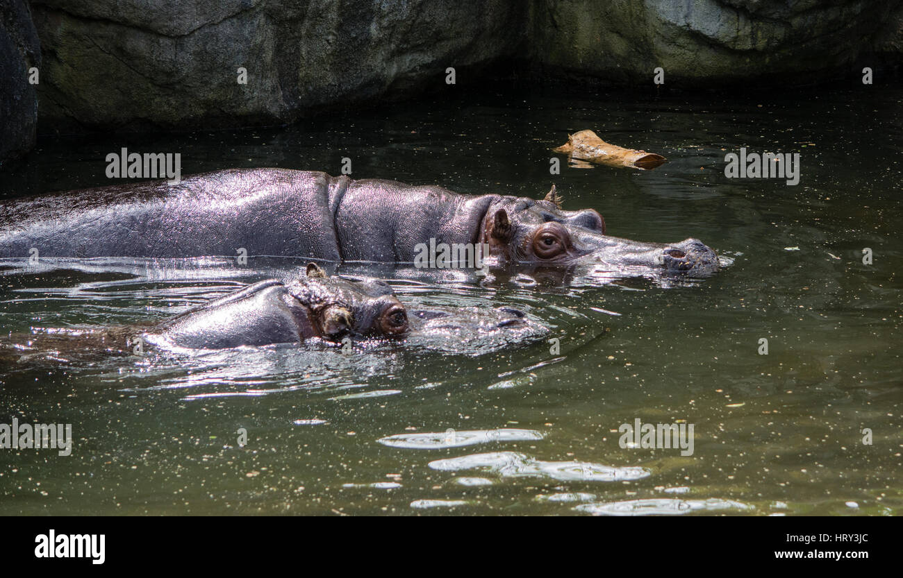 Hippos enjoy a swin at the Woodland Park Zoo Stock Photo - Alamy