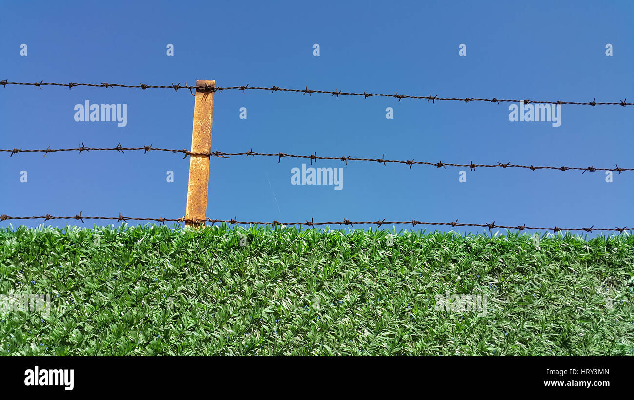 Barbed wire fence on a blue background Stock Photo - Alamy