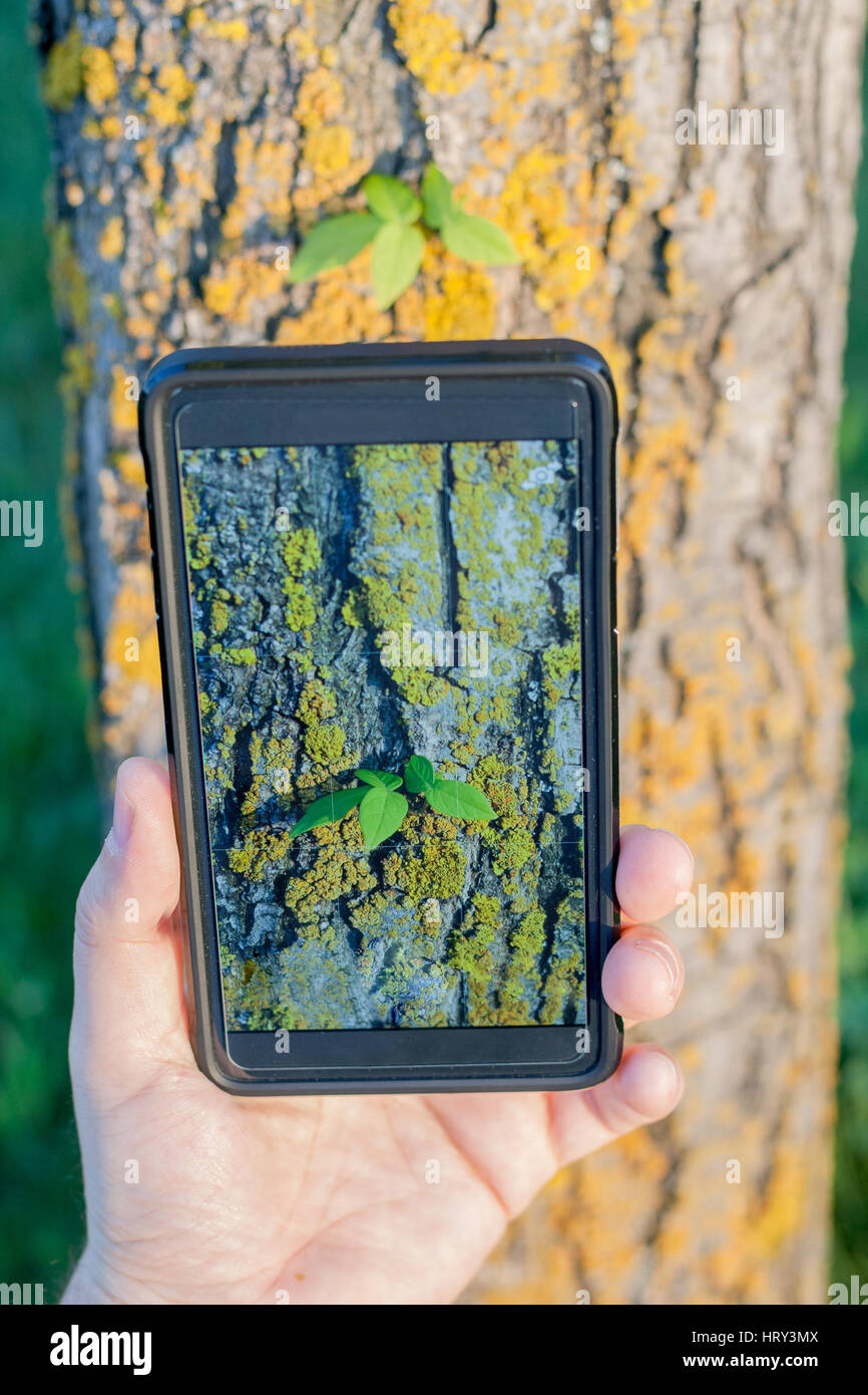 take photo algae on the bark of a tree Stock Photo - Alamy