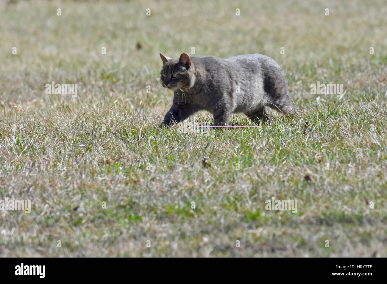 Exotic gray barn cat (Felis catus) out for a hunt Stock Photo - Alamy