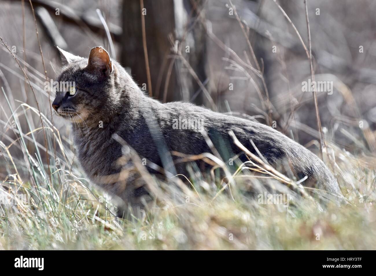 Exotic gray barn cat (Felis catus) out for a hunt Stock Photo - Alamy
