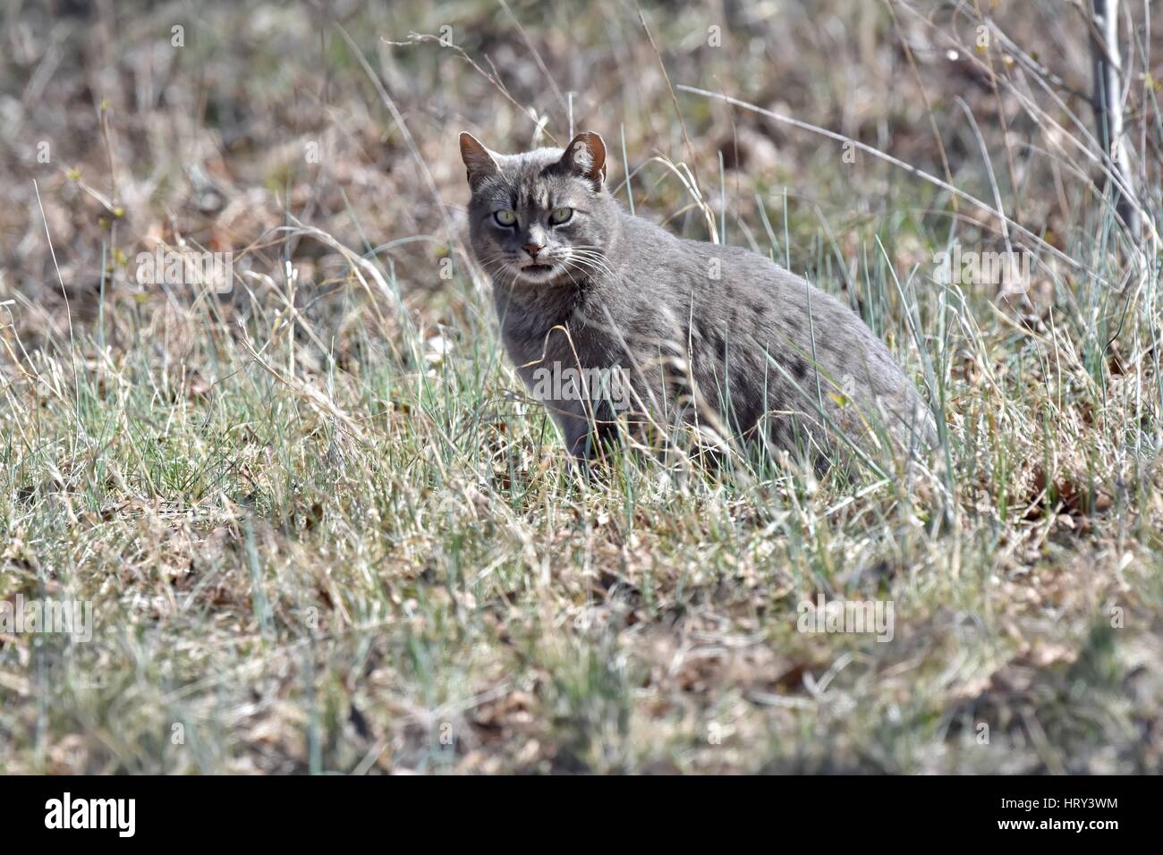 Exotic gray barn cat (Felis catus) out for a hunt Stock Photo - Alamy