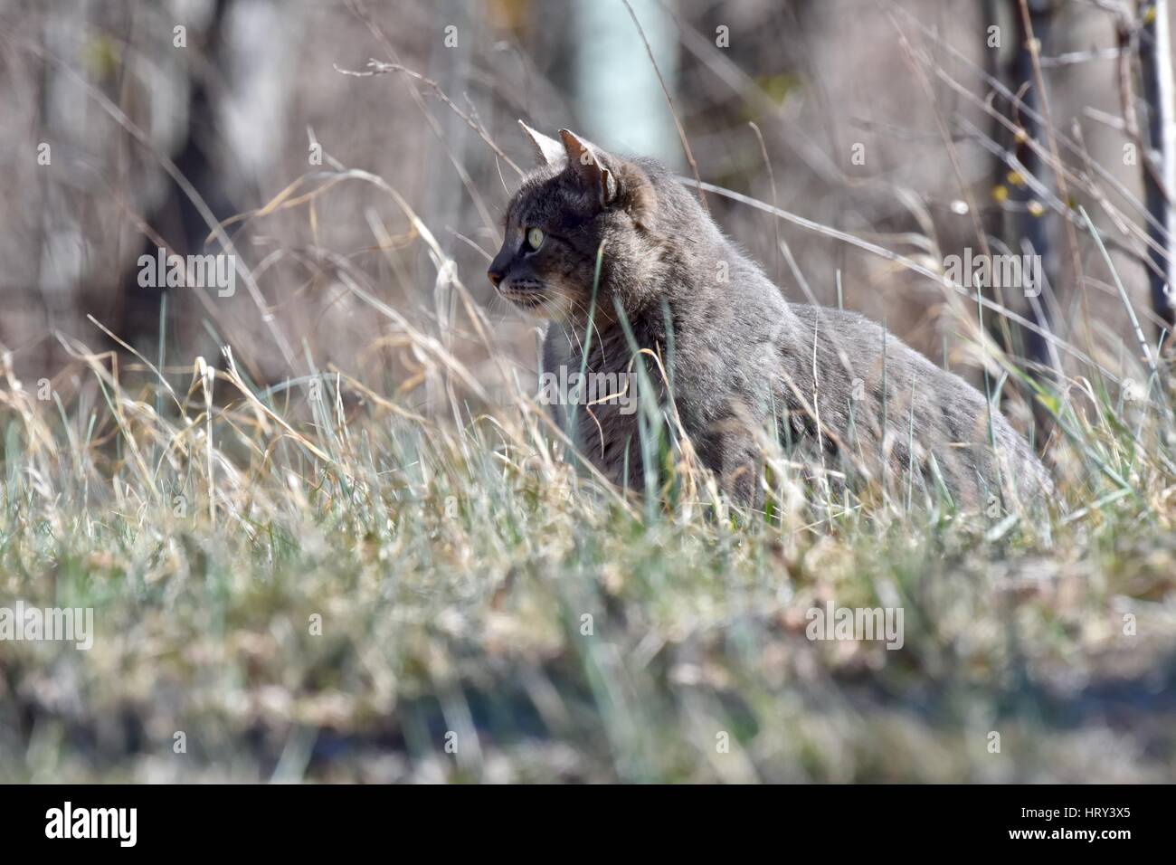 Exotic gray barn cat (Felis catus) out for a hunt Stock Photo - Alamy