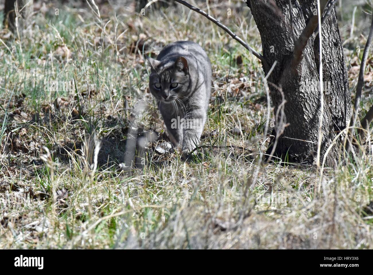 Exotic gray barn cat (Felis catus) out for a hunt Stock Photo - Alamy