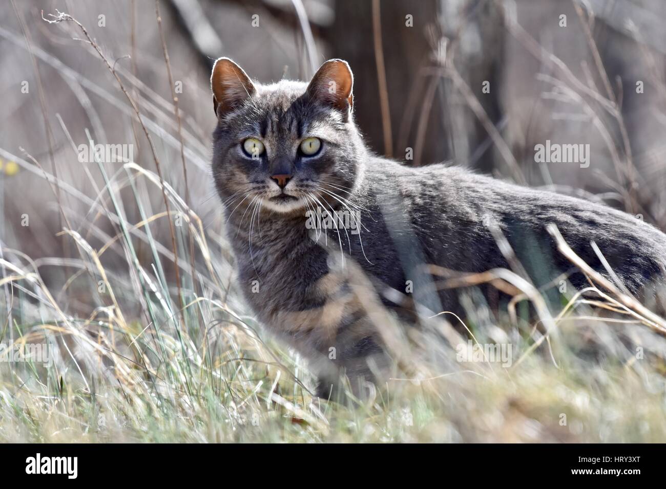 Exotic gray barn cat (Felis catus) out for a hunt Stock Photo - Alamy