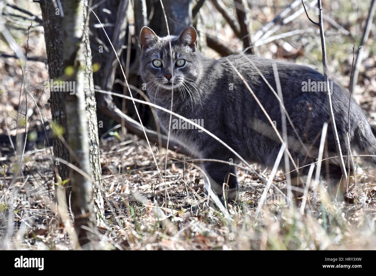 Exotic gray barn cat (Felis catus) out for a hunt Stock Photo - Alamy