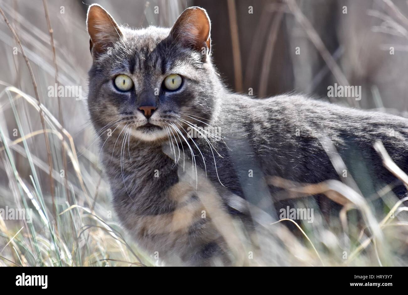 Exotic gray barn cat (Felis catus) out for a hunt Stock Photo - Alamy