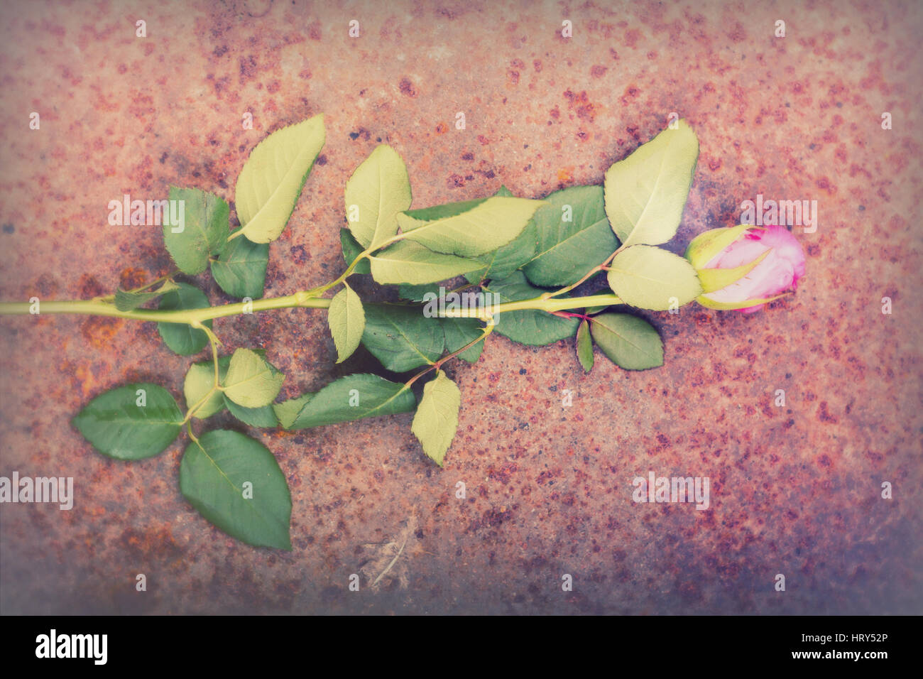 Delicate rose on a rustic rusted metal background Stock Photo - Alamy
