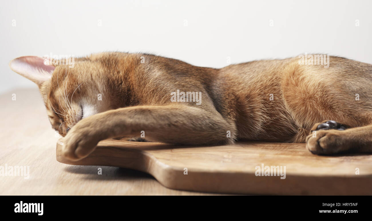 abyssinian cat feel passion to olive board, 4k photo Stock Photo - Alamy