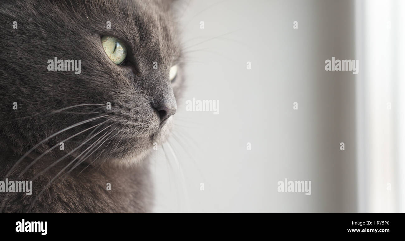 big gray cat sitting near window, 4k photo Stock Photo - Alamy