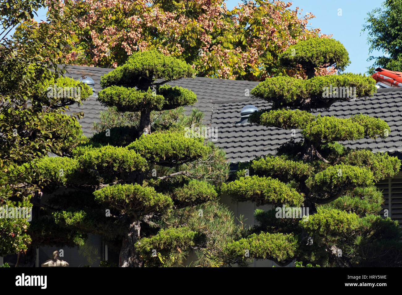Beautiful tree on the Pacific Ocean in San Diego,California Stock Photo ...